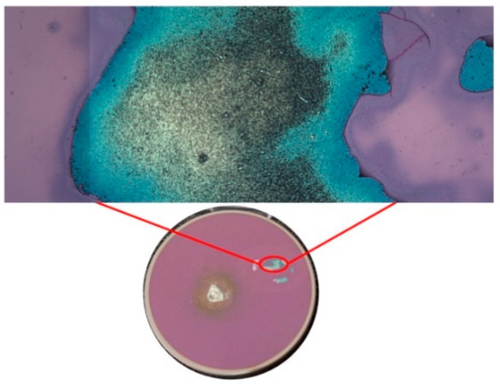 Experimental Study on the Damage of Optical Materials by out of Band ...