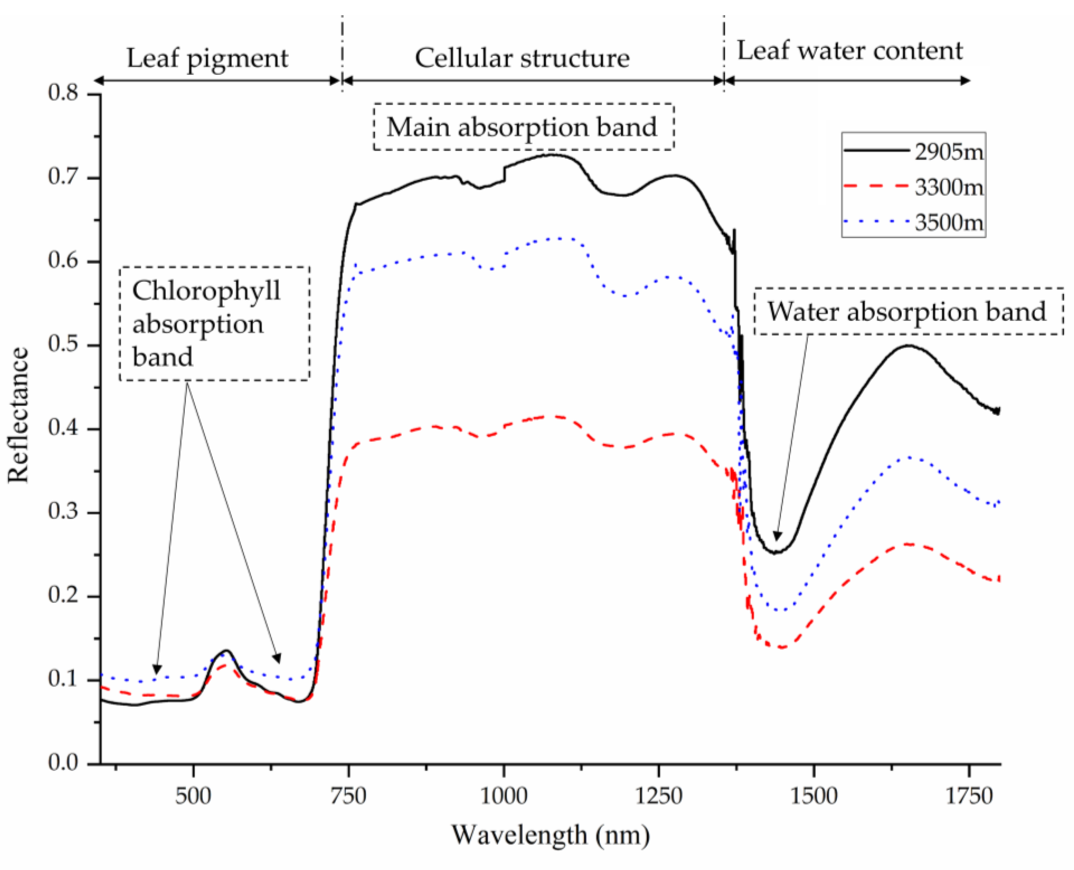 Spectral Reflectance Characteristics and Chlorophyll Content Estimation ...