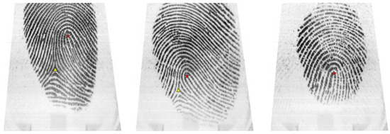 A Customized Semantic Segmentation Network for the Fingerprint Singular Point Detection