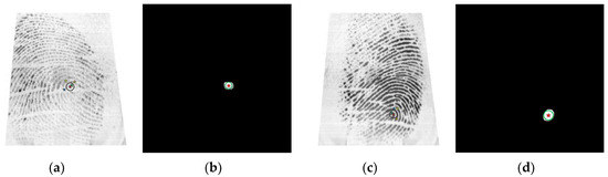 A Customized Semantic Segmentation Network for the Fingerprint Singular Point Detection
