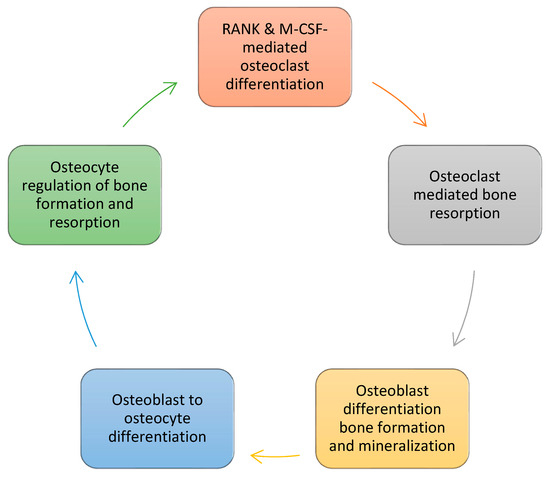 Microgravity, Bone Homeostasis, and Insulin-Like Growth Factor-1