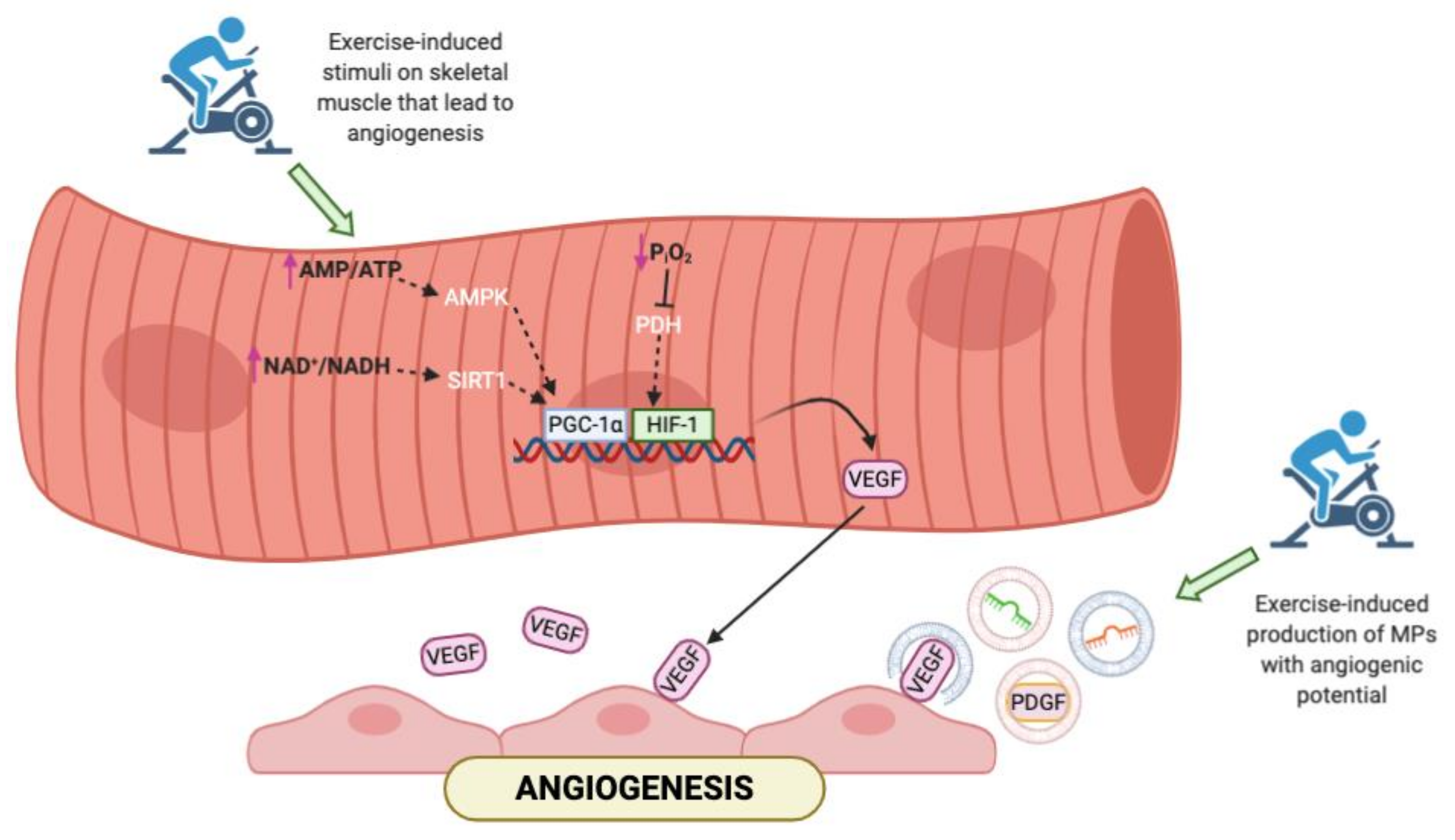 Effect of Physical Exercise on the Release of Microparticles with ...