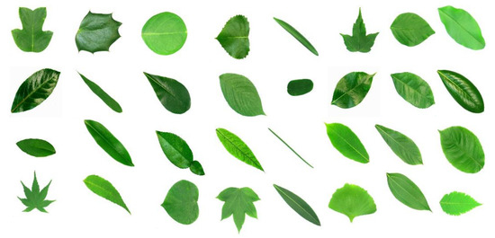 Leaf Image Recognition Based on Bag of Features