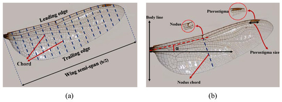Parametric and Statistical Study of the Wing Geometry of 75 Species of ...