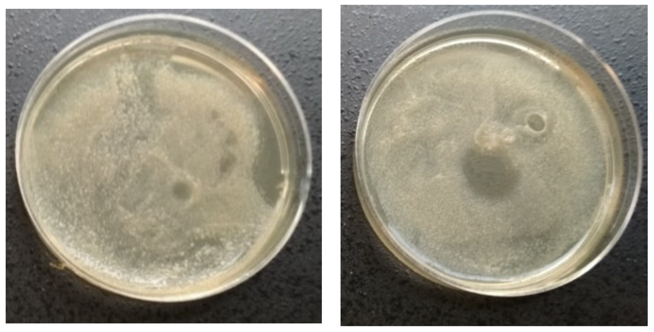 Applied Sciences | Free Full-Text | Impact of Microwave Plasma Torch on ...