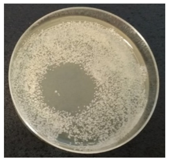 Impact of Microwave Plasma Torch on the Yeast Candida glabrata