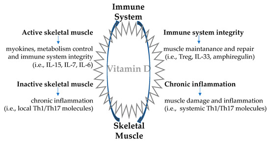 Vitamin D Merging into Immune System-Skeletal Muscle Network: Effects ...