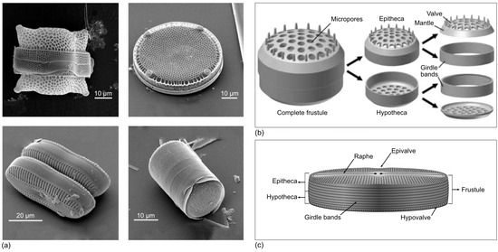 A Low-Cost Automated Digital Microscopy Platform for Automatic ...