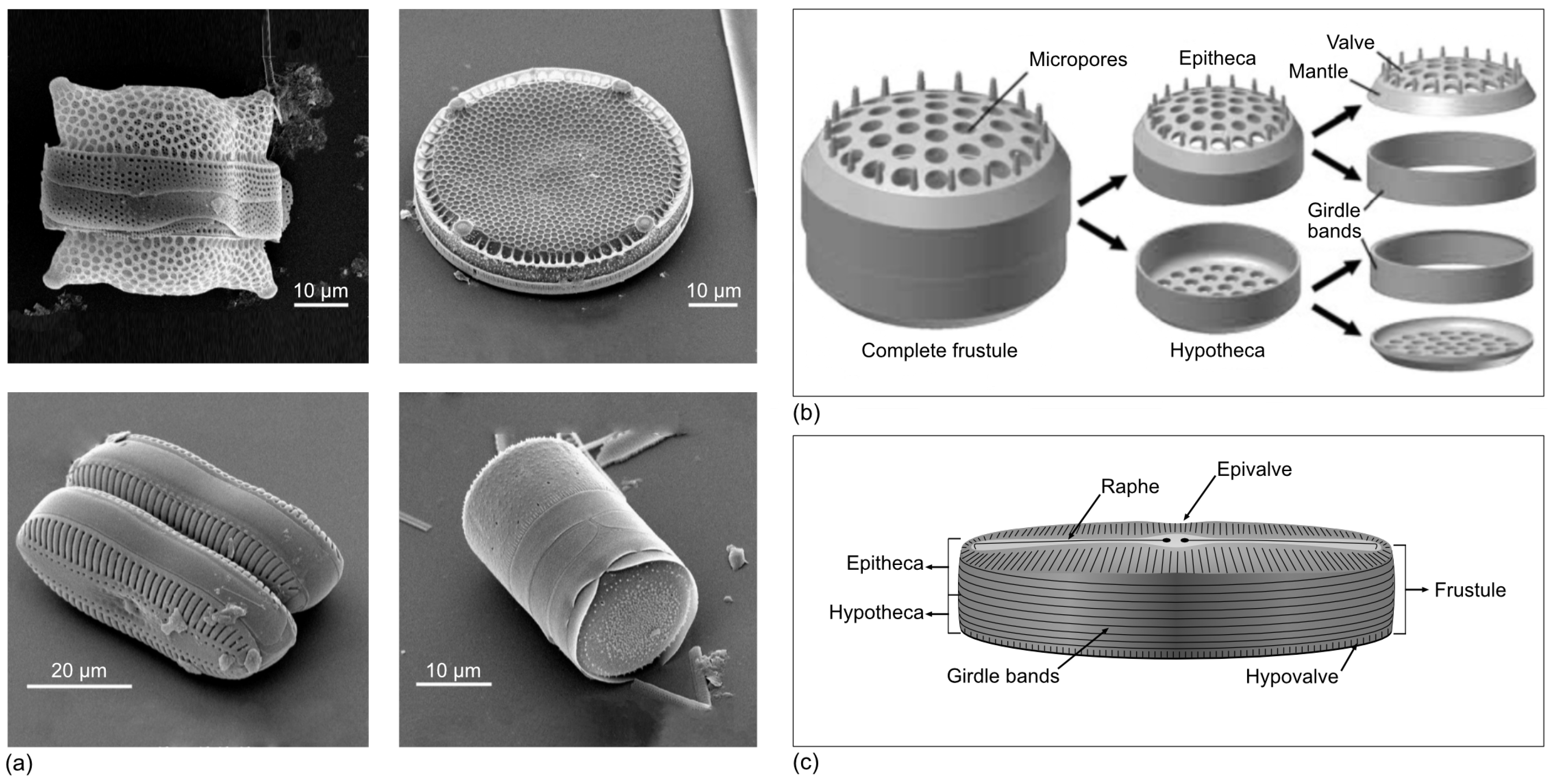 Dark Field Microscopy Diatoms