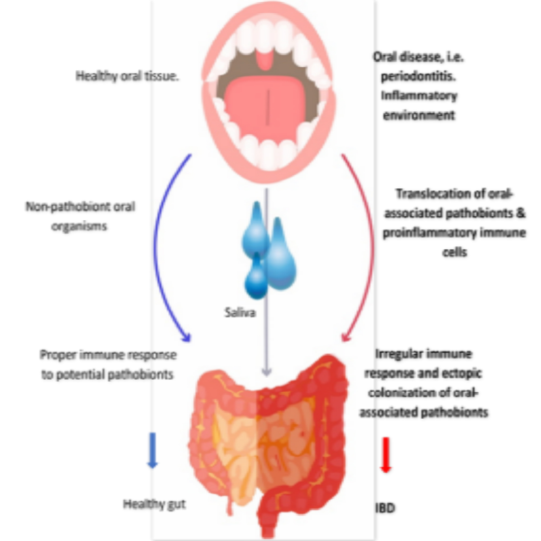 Applied Sciences | Free Full-Text | The Link between Oral and Gut Microbiota in Inflammatory ...