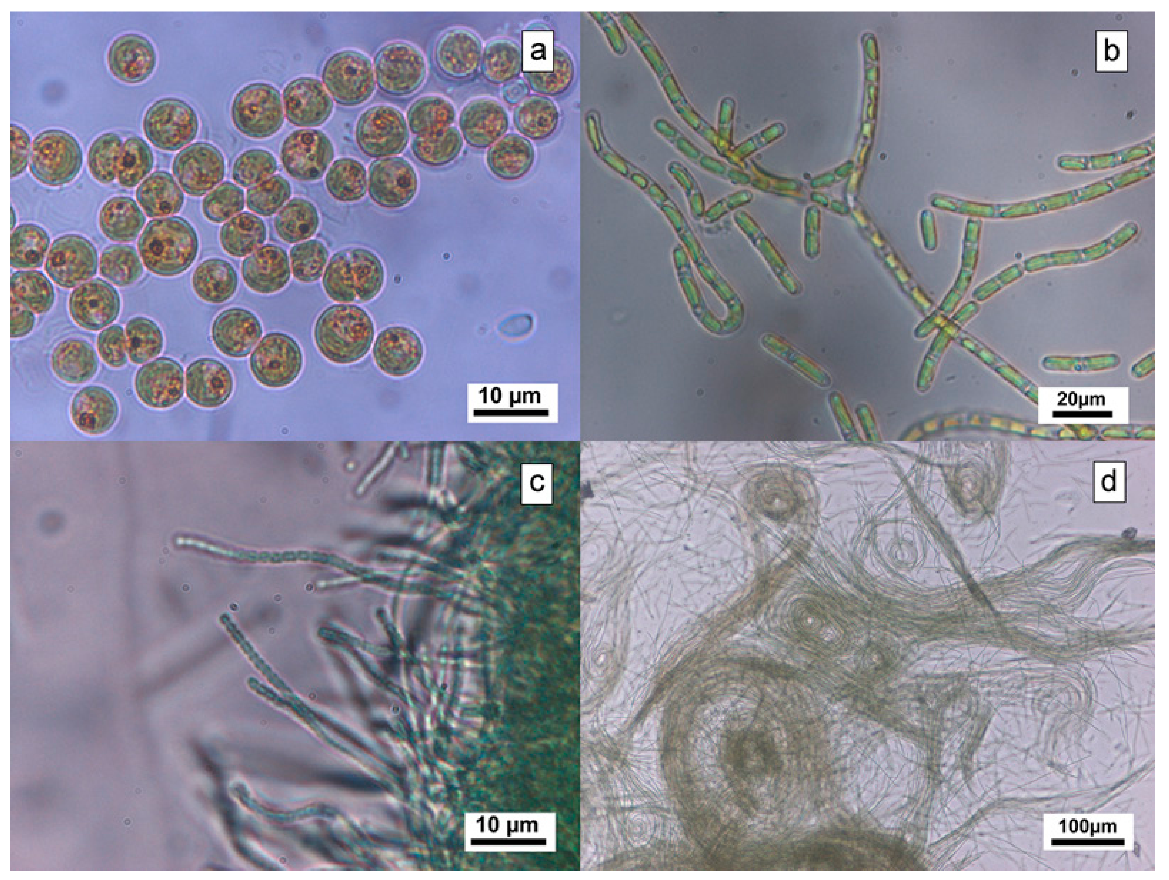 Frequent Microalgae in the Fountains of the Alhambra and Generalife ...