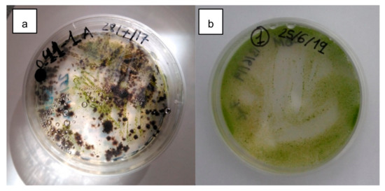 Frequent Microalgae in the Fountains of the Alhambra and Generalife ...