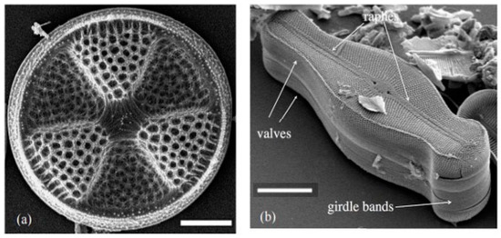 Nanostructured Biosilica of Diatoms: From Water World to Biomedical ...