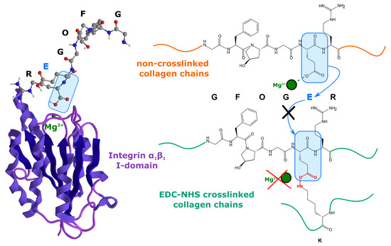Crosslinking Collagen Constructs: Achieving Cellular Selectivity ...