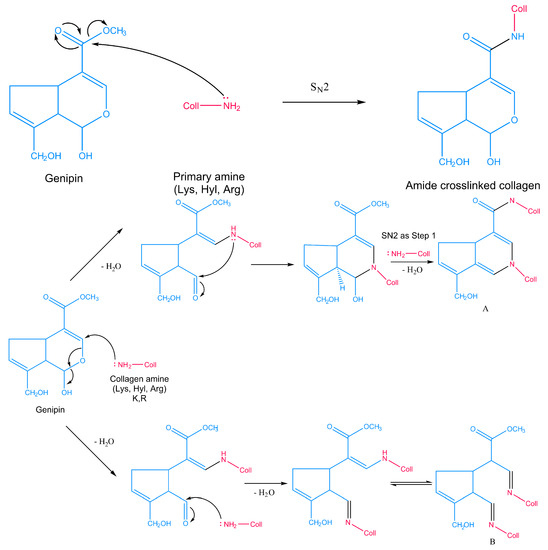 Crosslinking Collagen Constructs: Achieving Cellular Selectivity ...