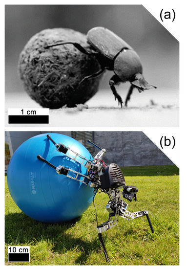Framework for Developing Bio-Inspired Morphologies for Walking Robots