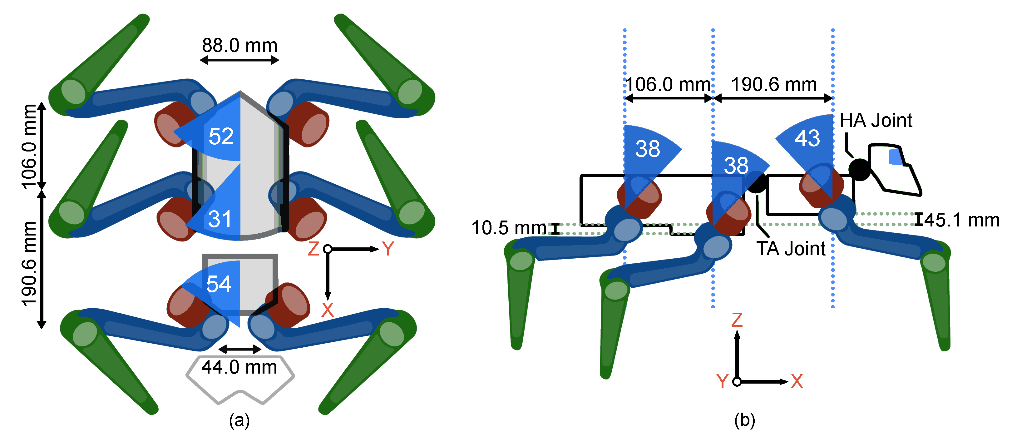 Framework for Developing Bio-Inspired Morphologies for Walking Robots