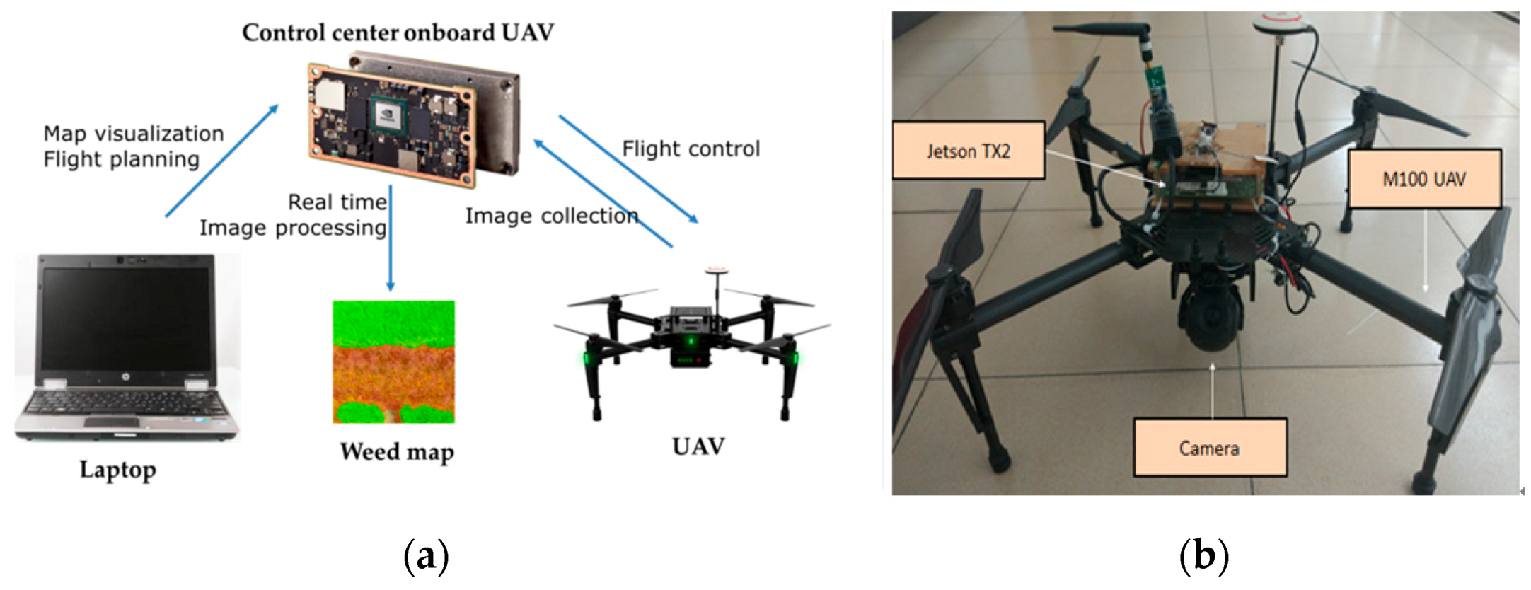 Lightweight Semantic Segmentation Network for Real-Time Weed Mapping ...