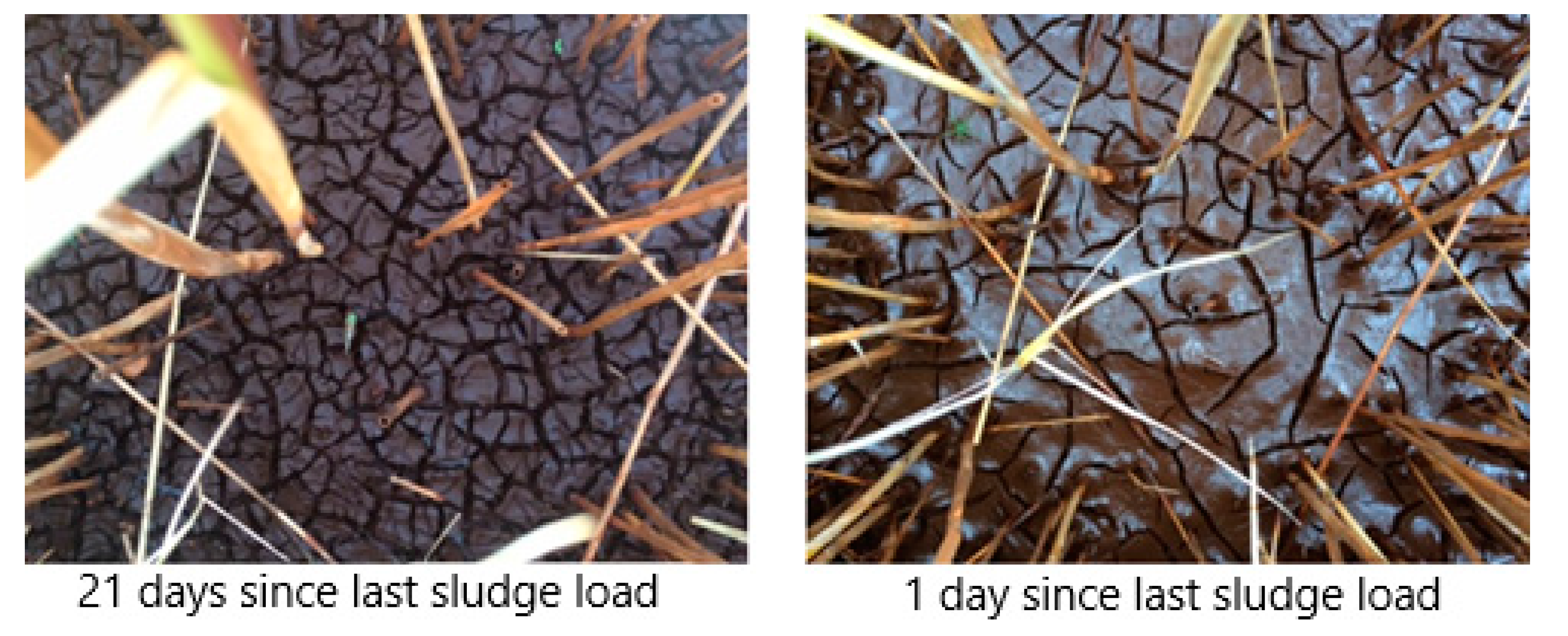 Sustainable Dewatering of Industrial Sludges in Sludge Treatment Reed ...