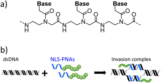 Investigation of the Characteristics of NLS-PNA: Influence of NLS ...