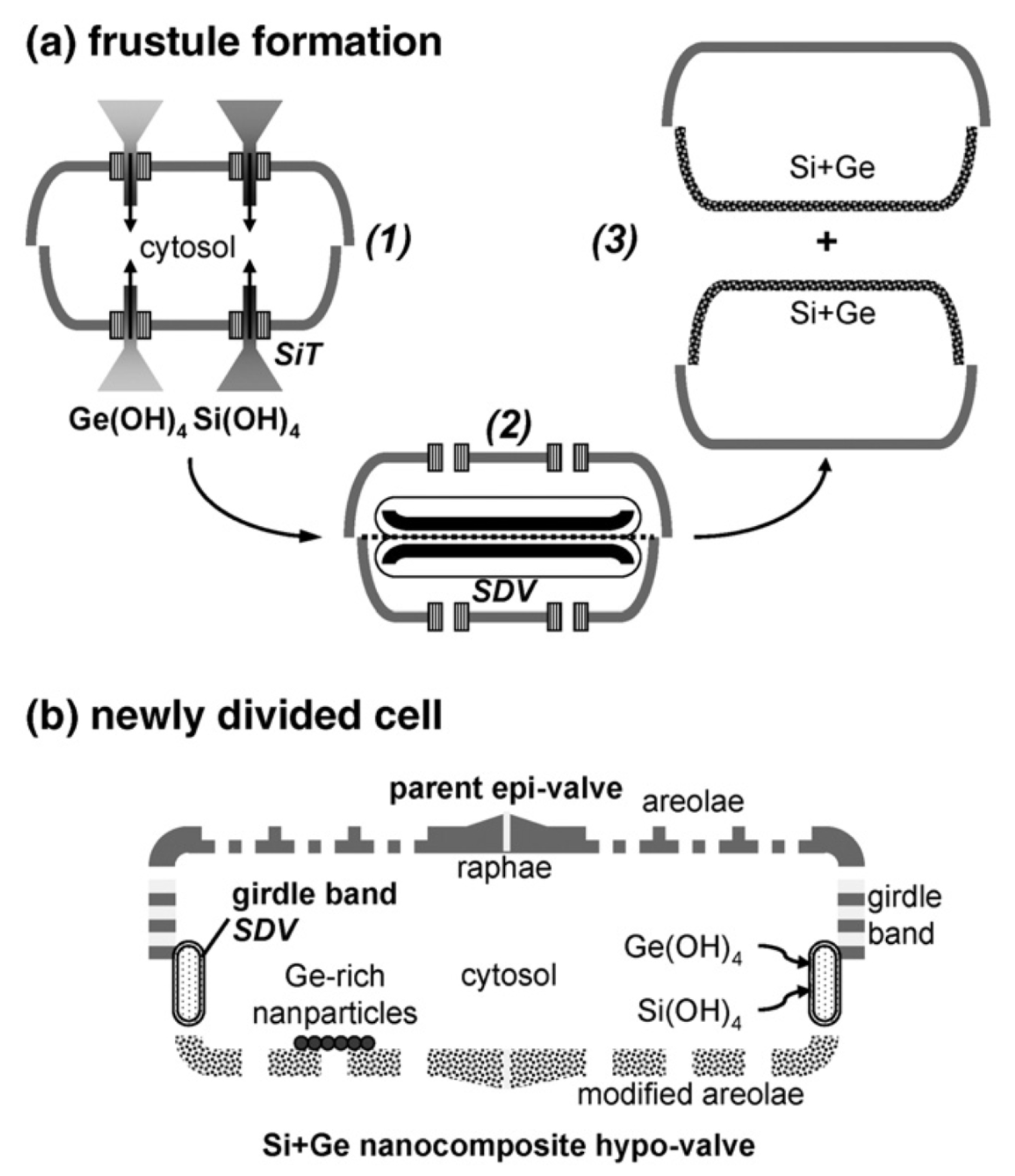 Physical, Chemical, and Genetic Techniques for Diatom Frustule ...