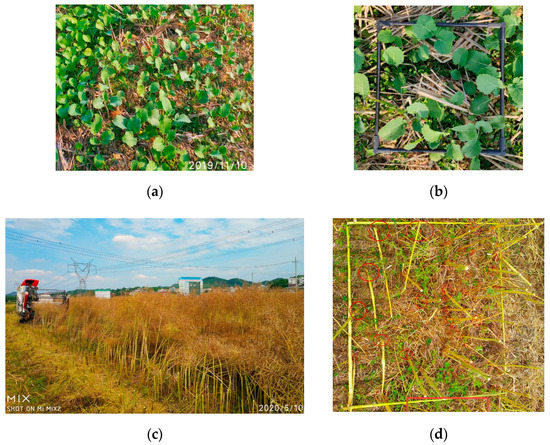 Design and Experimentation of an Aerial Seeding System for Rapeseed ...