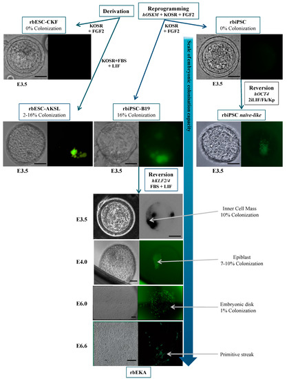 Pluripotent Stem Cells for Transgenesis in the Rabbit: A Utopia?