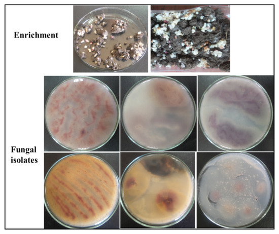 Applied Sciences | Free Full-Text | Isolation and Optimization of ...