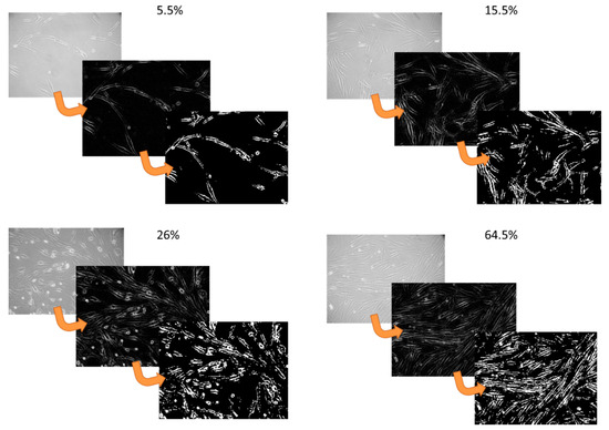 Systematic Quantification of Cell Confluence in Human Normal Oral ...
