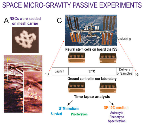 Behavior of Astrocytes Derived from Human Neural Stem Cells Flown onto ...