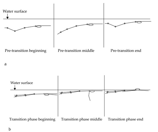 How Should the Transition from Underwater to Surface Swimming Be ...