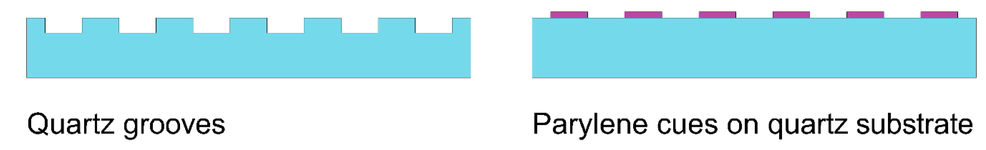 Hippocampal Neurons’ Alignment on Quartz Grooves and Parylene Cues on ...