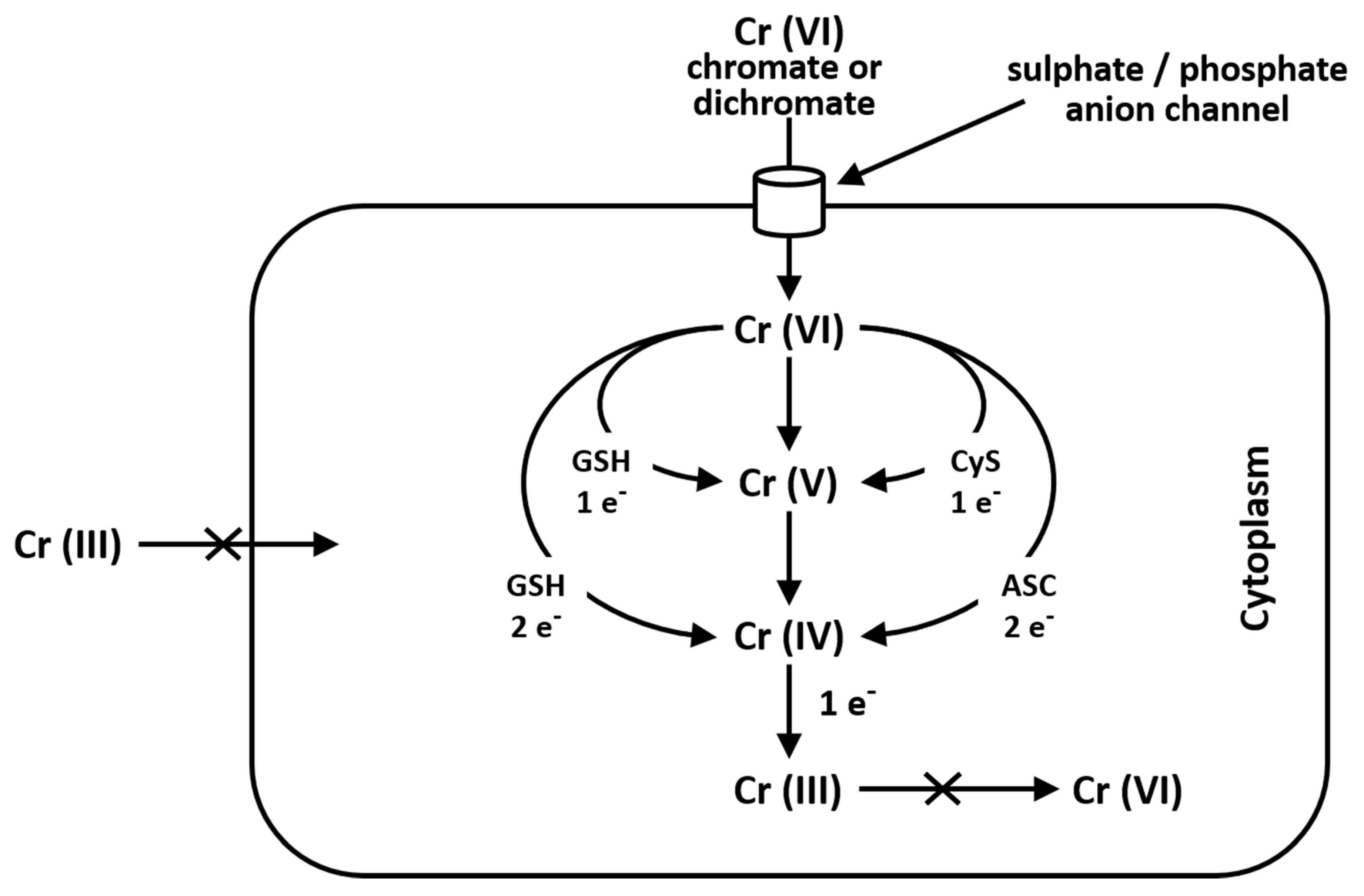 The Double Face of Metals: The Intriguing Case of Chromium
