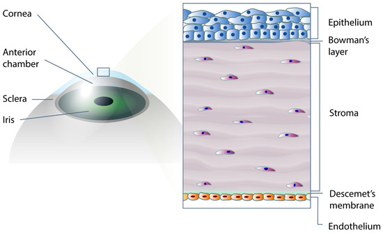 Nanoscale Topographies for Corneal Endothelial Regeneration