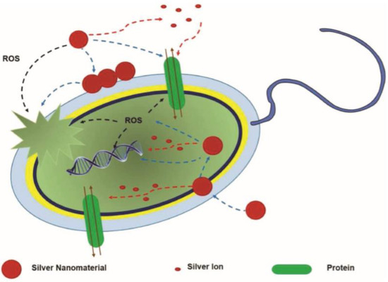 Review on Silver Nanoparticles as a Novel Class of Antibacterial Solutions