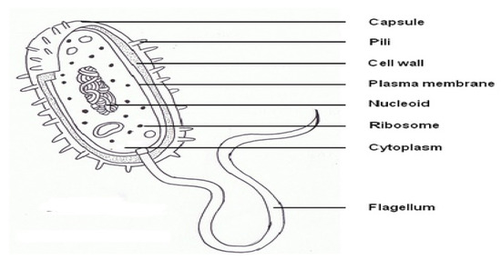 Applied Sciences | Free Full-Text | Photocatalytic Inactivation as a ...