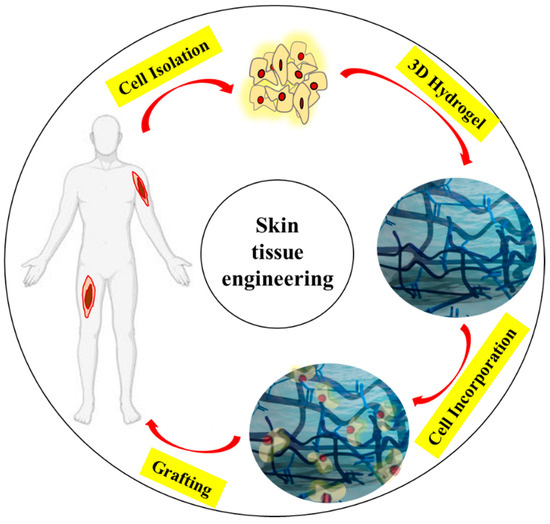 Bioengineered Skin Substitutes: Advances and Future Trends
