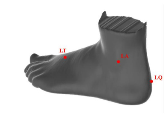 A Bioinspired Humanoid Foot Mechanism
