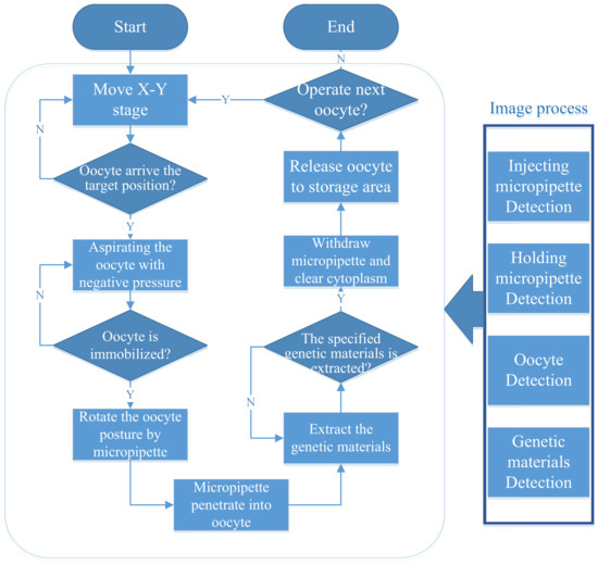 Applied Sciences | Free Full-Text | Robotic Precisely Oocyte Blind ...