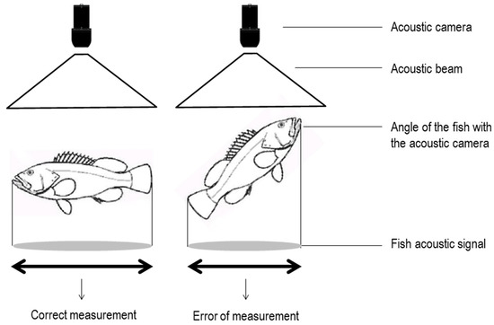 High-Resolution Acoustic Cameras Provide Direct and Efficient ...