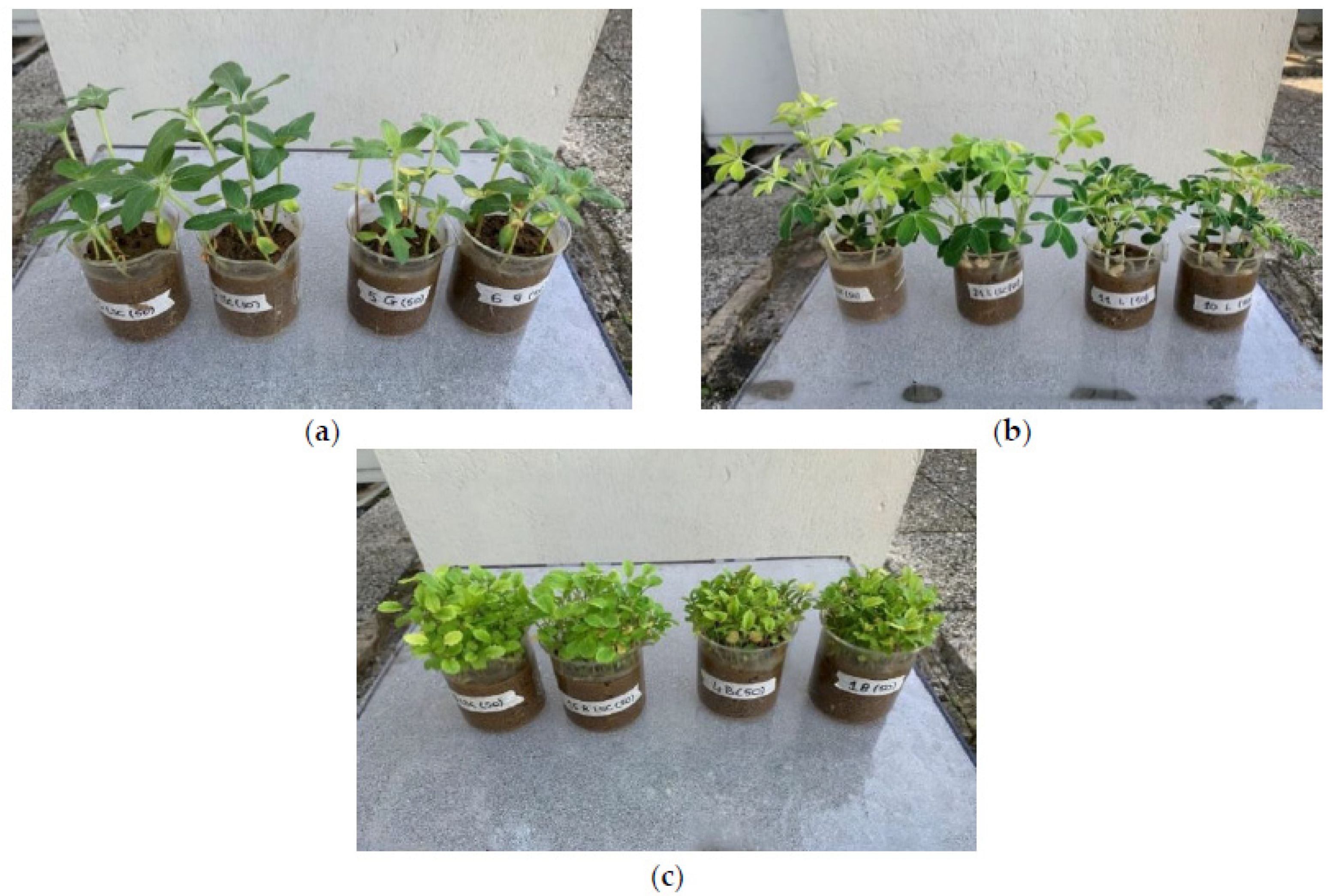 New Light on Phytoremediation: The Use of Luminescent Solar Concentrators