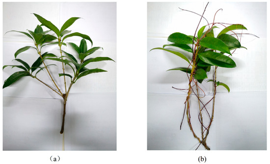 The Changes of Leaf Reflectance Spectrum and Leaf Functional Traits of ...