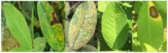 Automatic Identification of Peanut-Leaf Diseases Based on Stack Ensemble