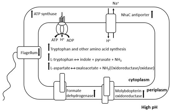 Sulphate-Reducing Bacteria’s Response to Extreme pH Environments and ...