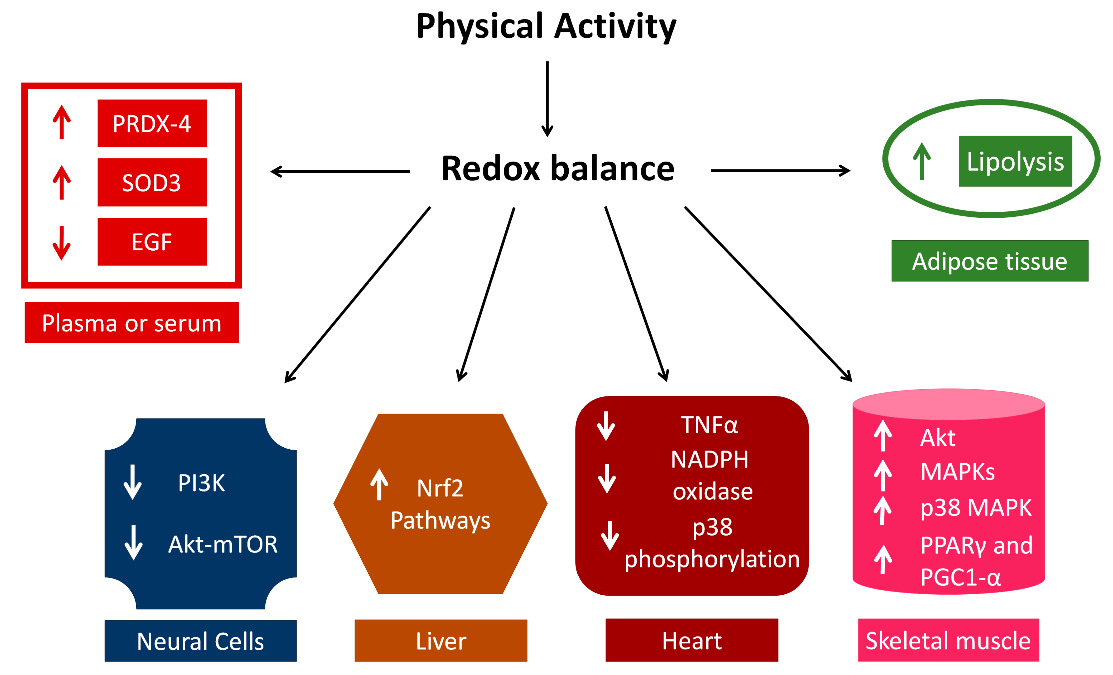 Physical Activity and Redox Balance in the Elderly: Signal Transduction ...