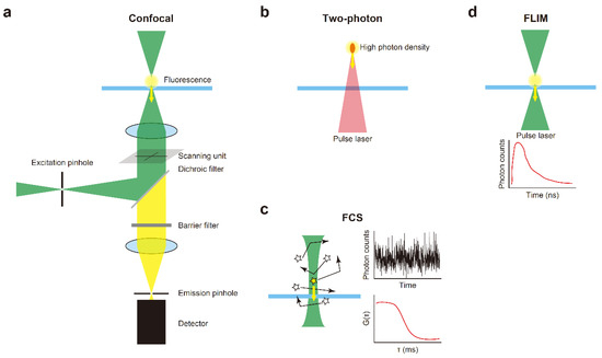 Low-Light Photodetectors for Fluorescence Microscopy
