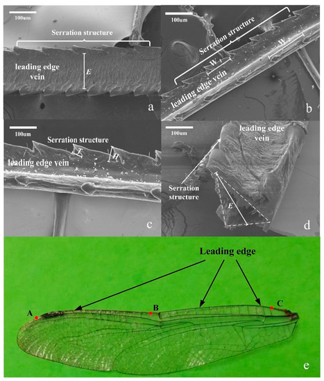 The Noise-Reduction Characteristics of Microstructure of Dragonfly Wing ...