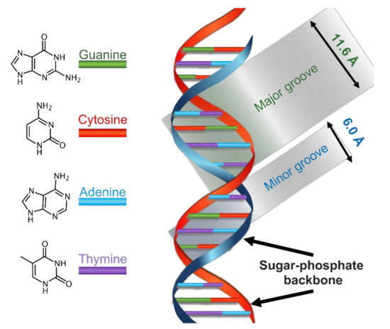 Ru(II)-Dppz Derivatives and Their Interactions with DNA: Thirty Years ...