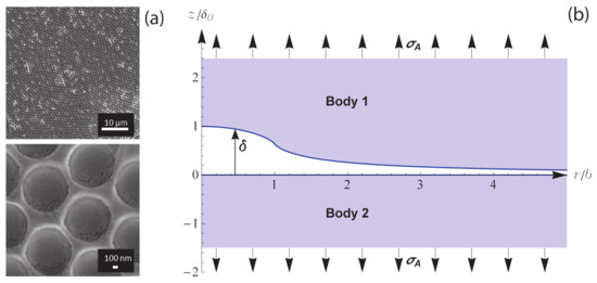 On the Effect of a Rate-Dependent Work of Adhesion in the Detachment of ...
