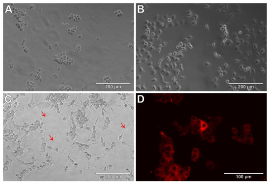 PC12 and THP-1 Cell Lines as Neuronal and Microglia Model in ...
